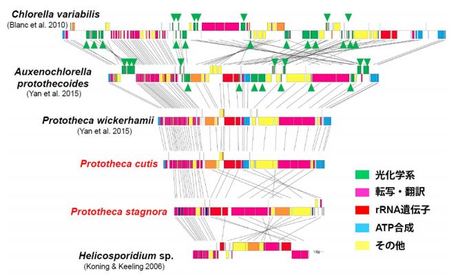緑藻”プロトテカ”が真っ白になった理由 ～ゲノム解読で読み解く進化の過程～ | テック・アイ生命科学