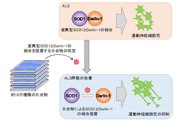 ALS発症機構に基づいた治療薬の基盤を開発 | テック・アイ生命科学