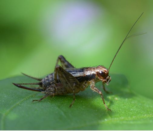 暖かい地域の昆虫生活史が温暖化にともない北上したことを解明 | テック・アイ生命科学