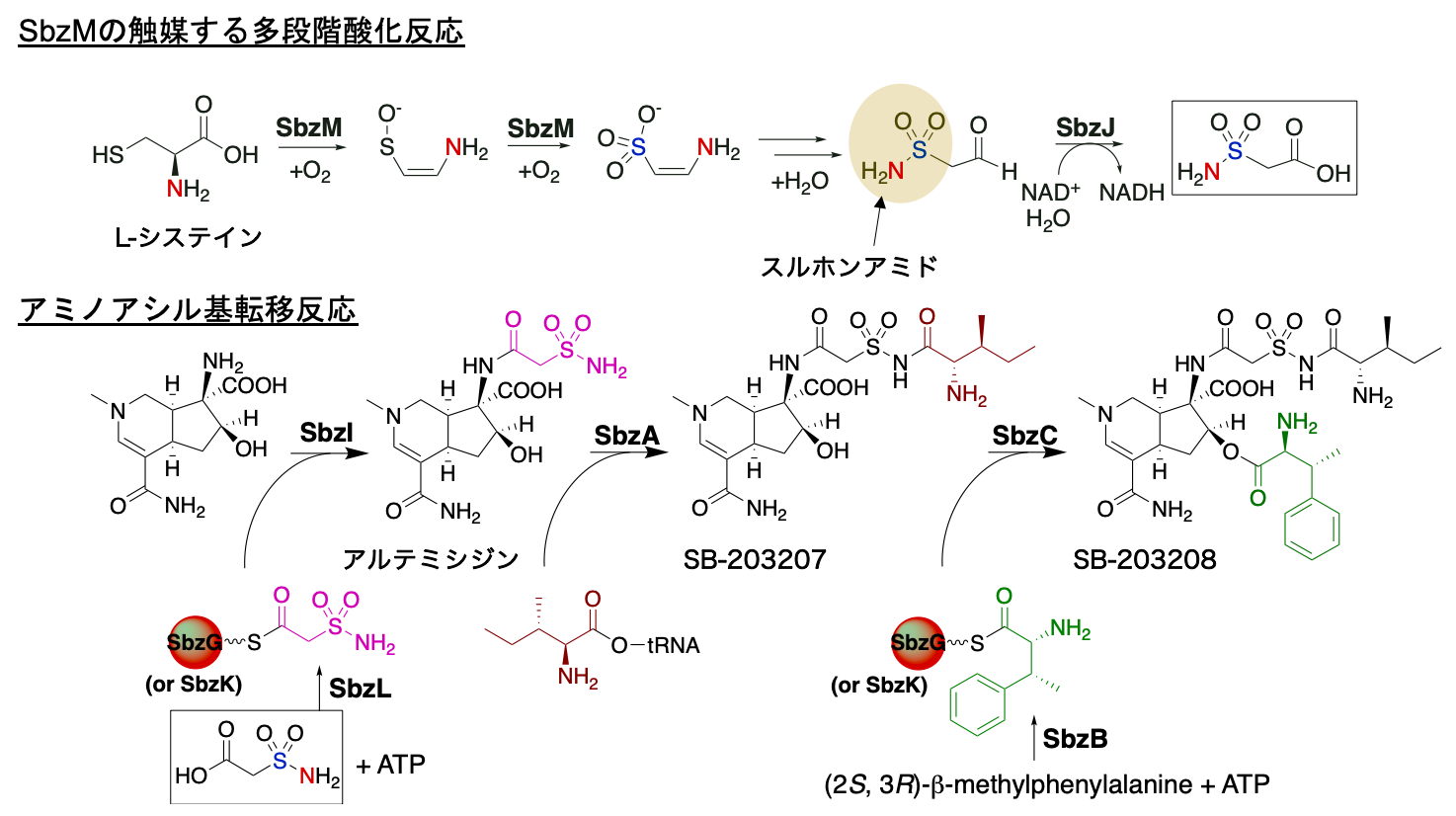 スルホンアミド骨格を形成する新規酸化酵素の発見 | テック・アイ生命科学