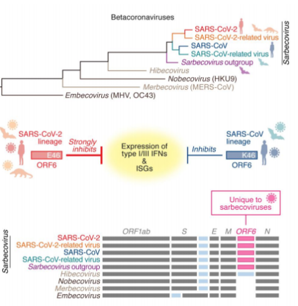 インターフェロン応答を阻害する新たなSARS-CoV-2たんぱく質の発見 | テック・アイ生命科学