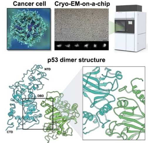 ゲノムを守る。p53タンパク質の完全な立体構造を発見(Guarding the genome: Researchers uncover ...
