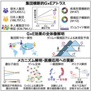 国際バイオバンク横断解析でゲノムと環境の相互作用を解明～相互作用のメカニズム解明・個別化医療・創薬に貢献～ | テック・アイ生命科学